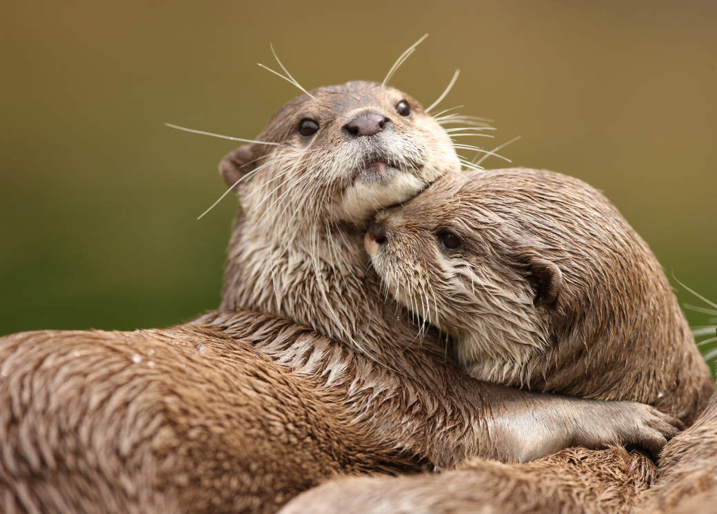 snuggle-cuddle-otters-2 - Dave Wheitner
